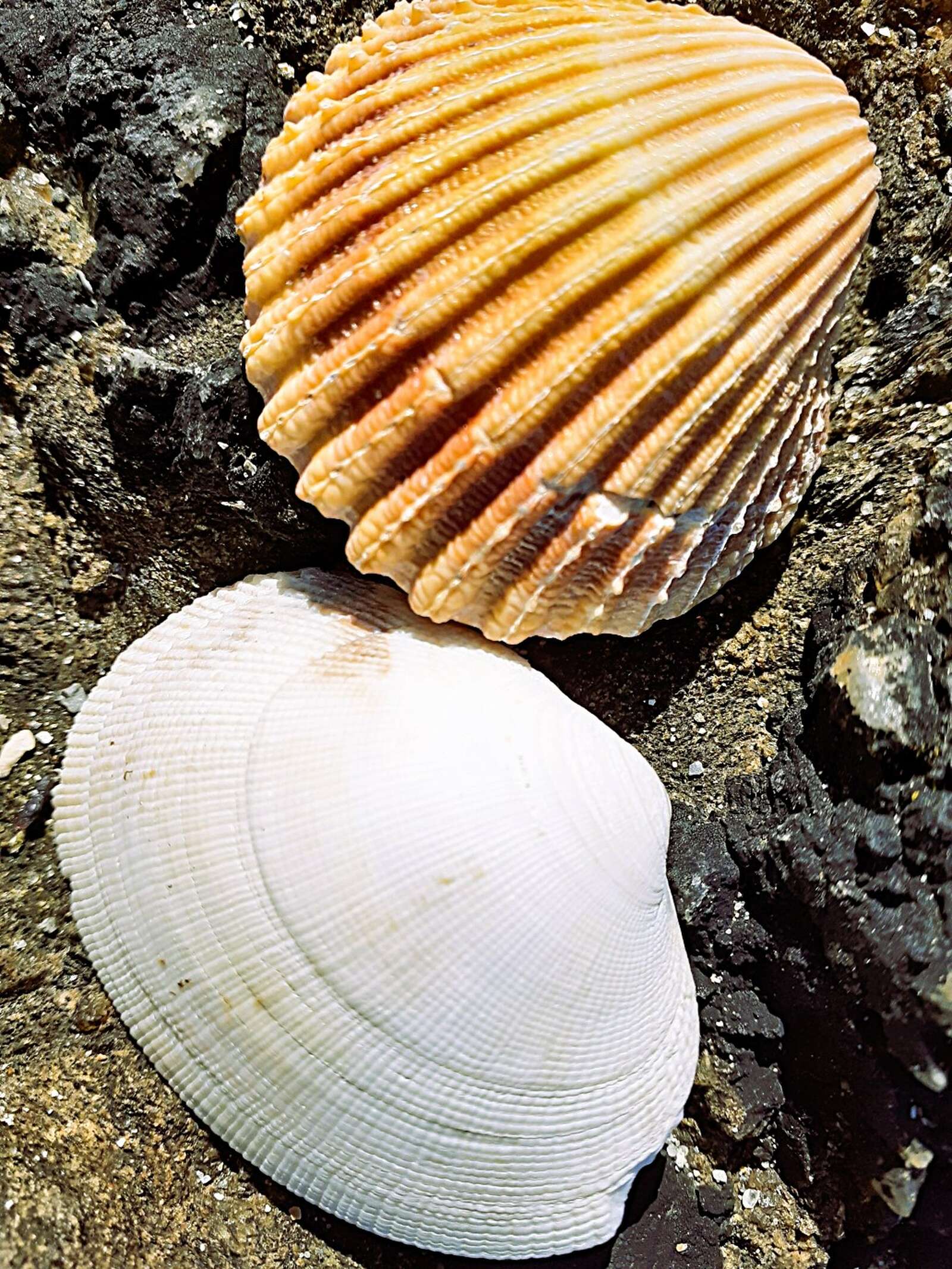 Les coquillages : identification, écologie et valorisation - Formation ...