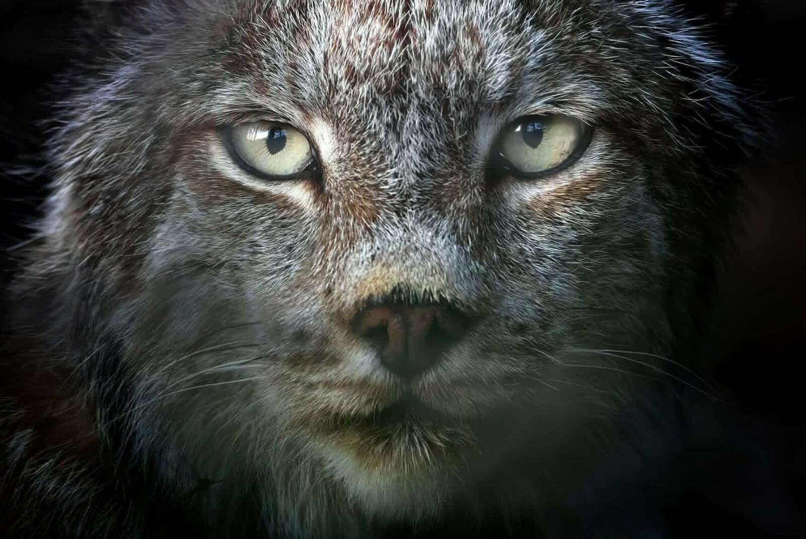 Sur la piste du lynx du Canada - Voyage Canada | Amarok l'Esprit Nature