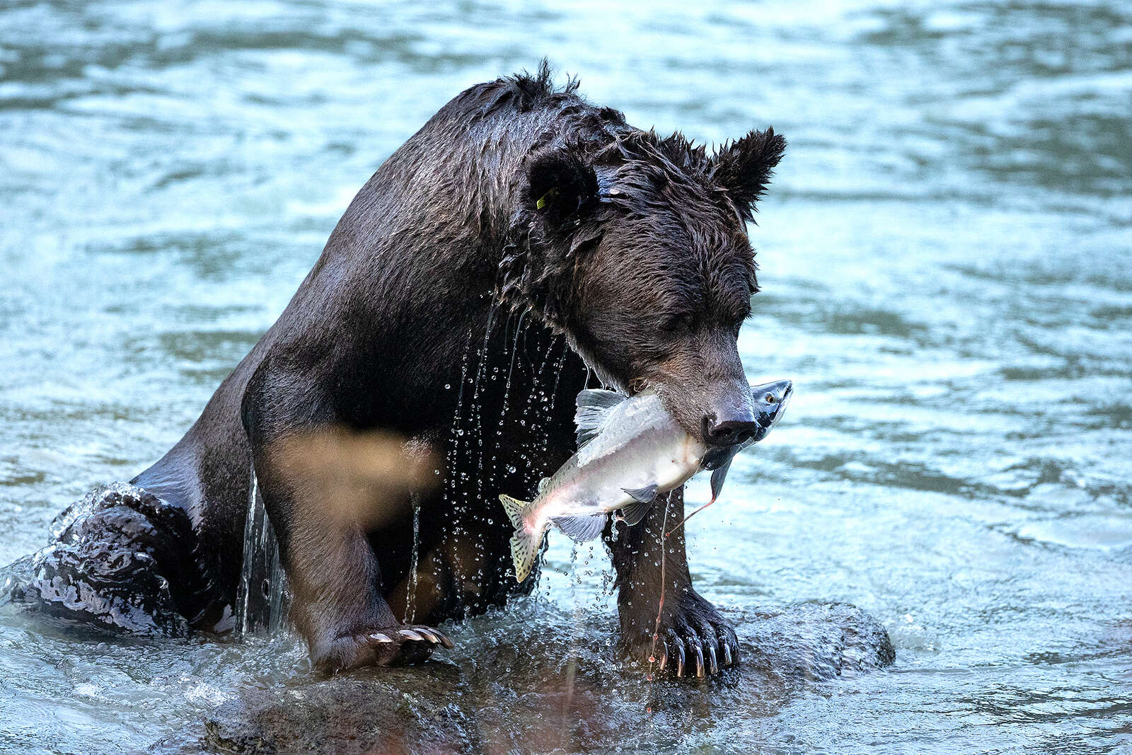 Safari photo Yukon & Alaska – Grizzlis, aigles & grands espaces ...