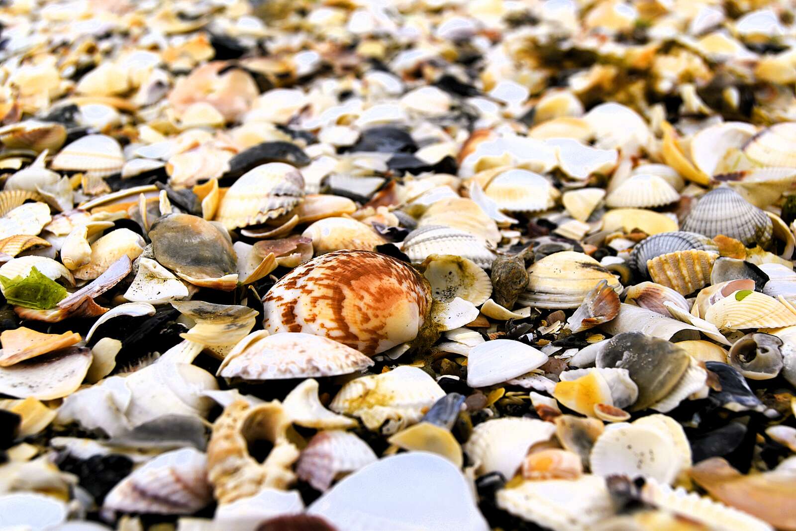 Formation coquillages en Bretagne : identification, écologie ...