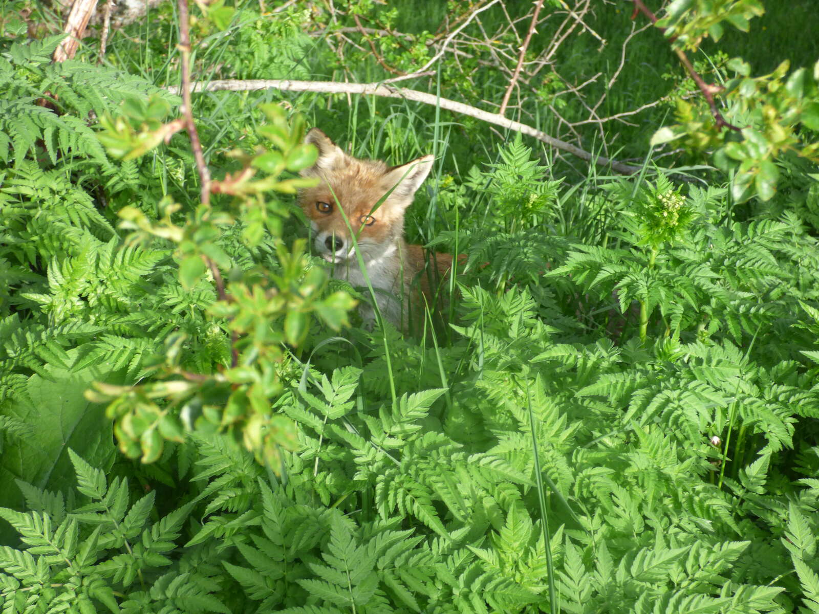 Printemps dans les Abruzzes : observation animalière guidée | Amarok l ...